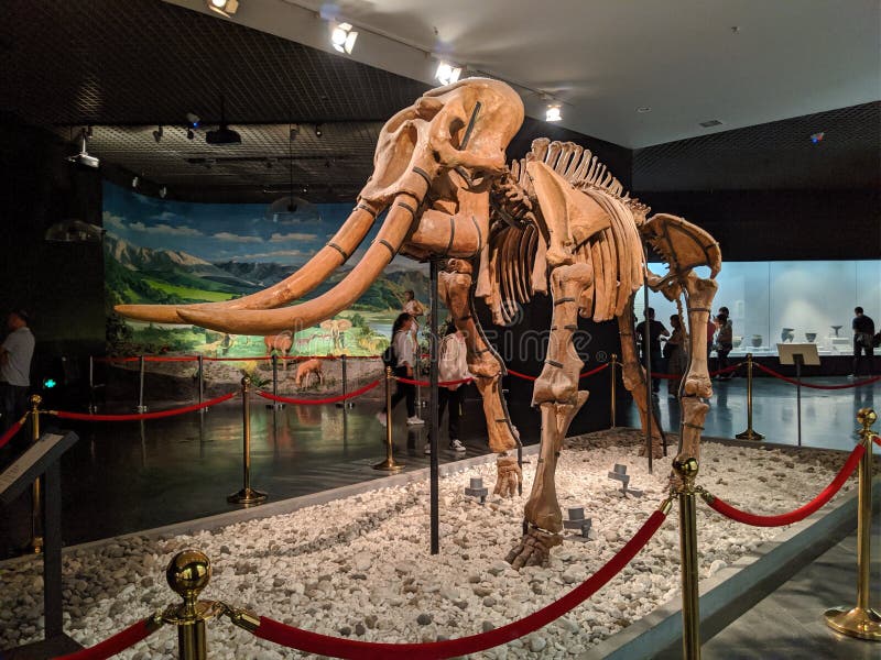 Mammoth fossil editorial stock image. Image of archeology - 13311714