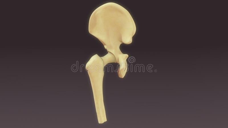 Muscular Anatomy Label Worksheet Stock Photos - Free & Royalty-Free ...