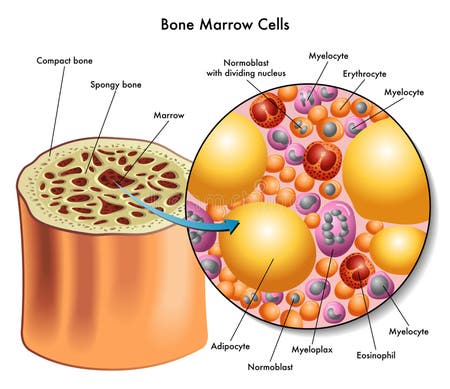 Bone marrow cells stock vector. Illustration of cavity - 38996928