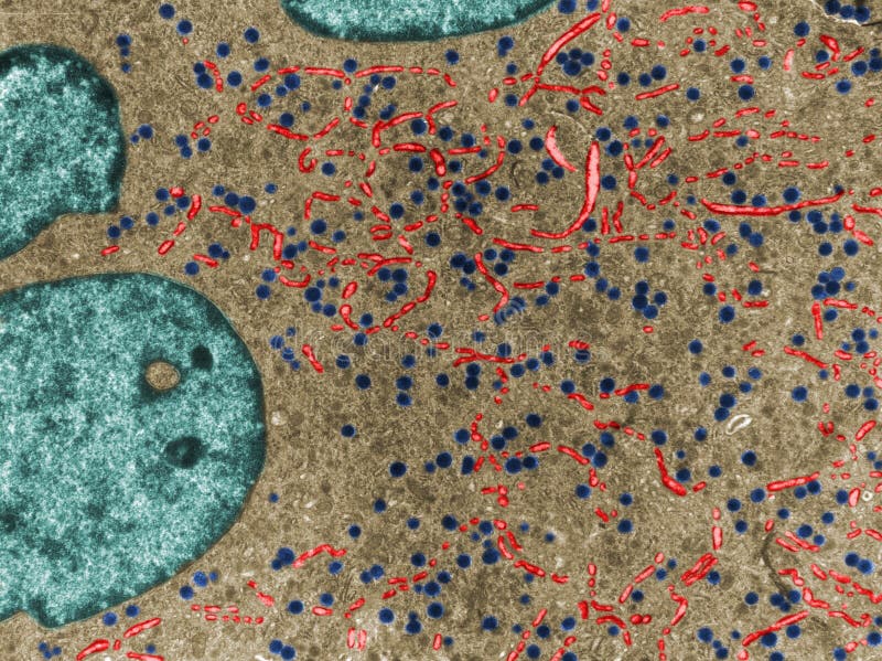 Bone marrow. Megakaryocyte stock image. Image of false - 230453299