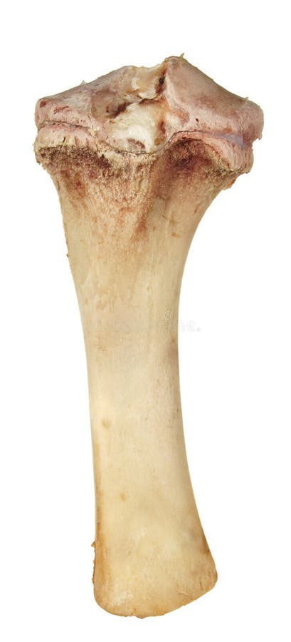 Bone without meat stock photo. Image of macro, hard, isolated - 48133778