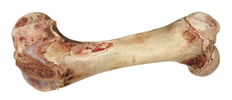 Bone without meat stock photo. Image of small, education - 48133810