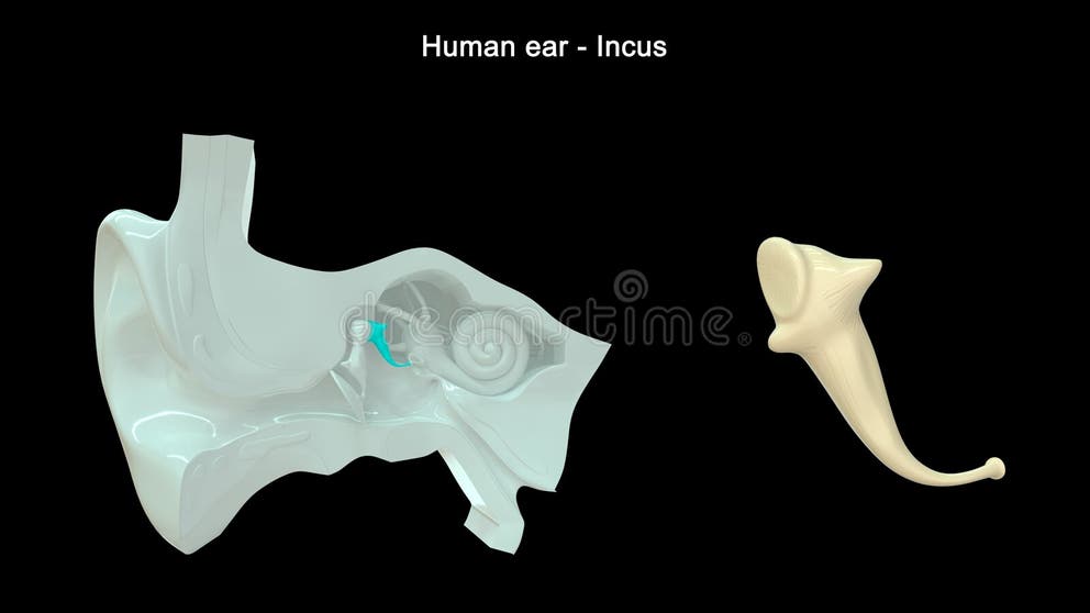 Ear Ossicle Stock Illustrations – 39 Ear Ossicle Stock Illustrations ...