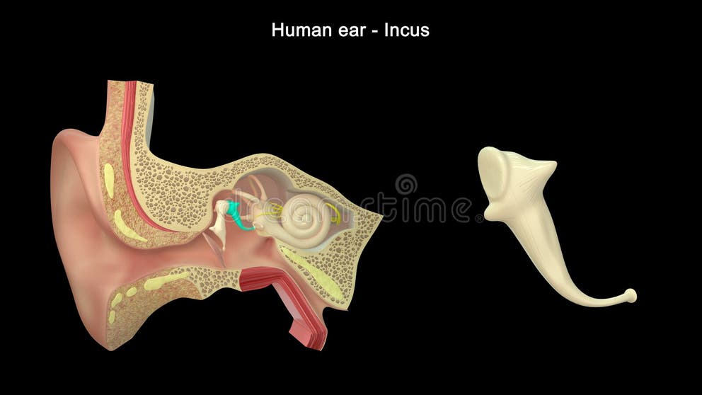 A bone in the middle ear stock illustration. Illustration of bone ...