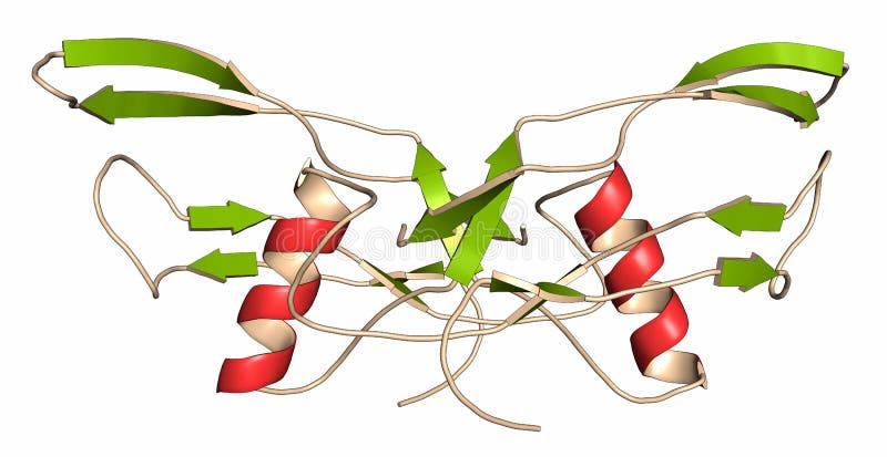 Bone Morphogenetic Protein 2 (BMP-2) Protein. Plays Important Role in ...