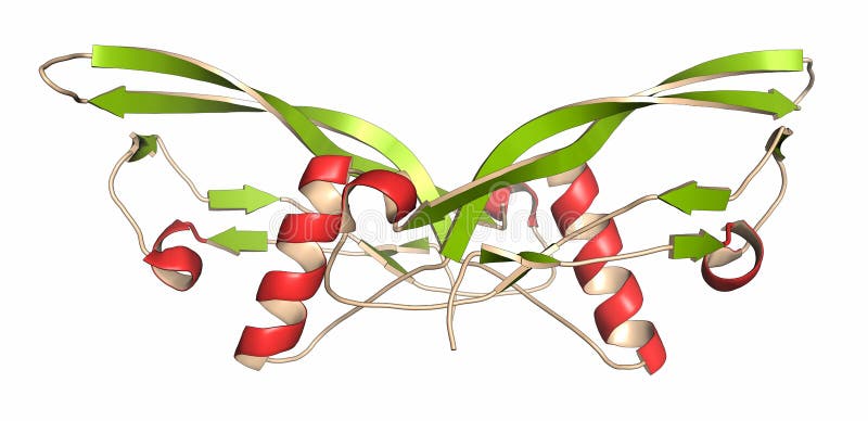Bone Morphogenetic Protein 7 (BMP-7) Protein. Plays Important Role in ...