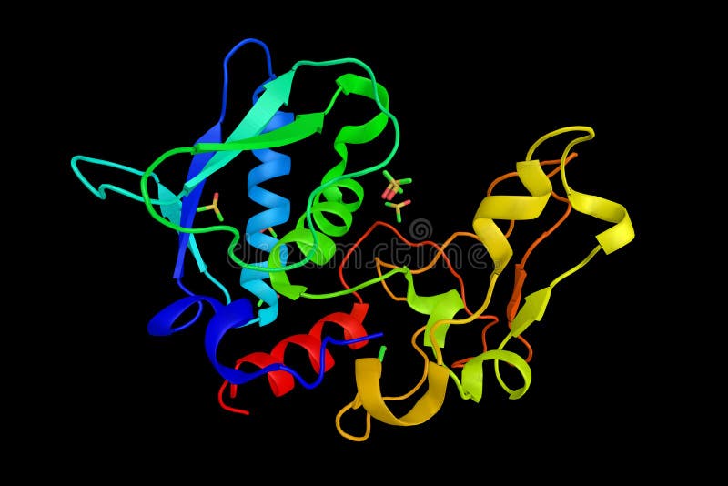 Bone Morphogenetic Protein 1, a Protein Which Induces Bone and C Stock ...