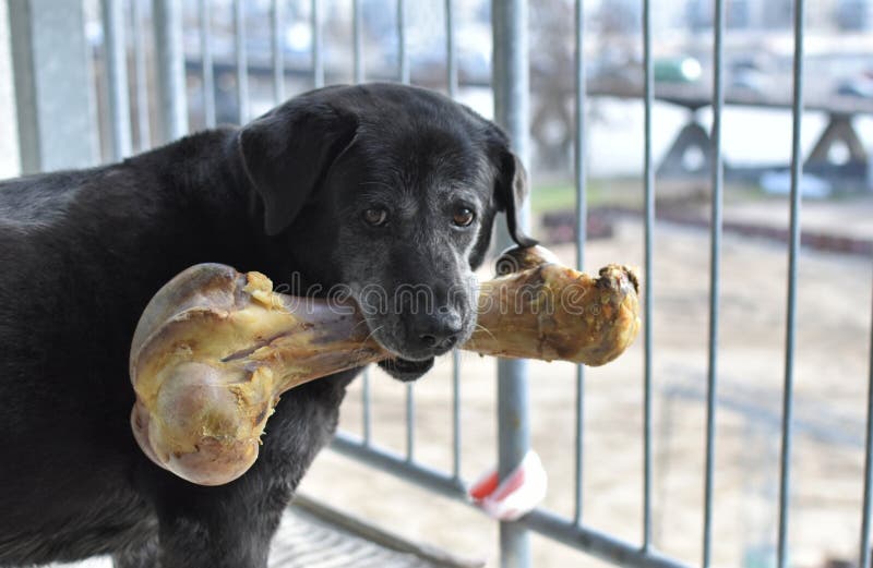 Bone in the mouth of a dog stock photo. Image of nose - 272384872