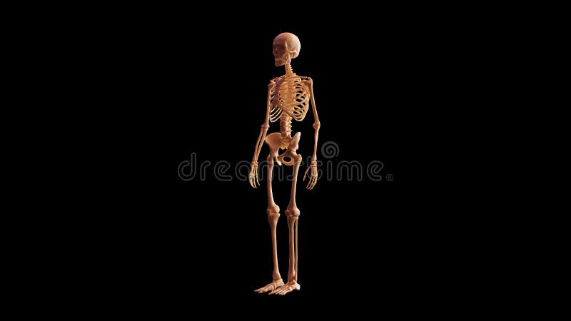Bone Muscle Ecorche and Skeletal System Anatomical Model Stock ...