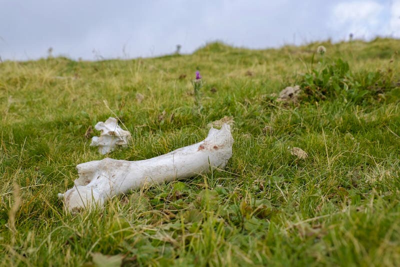 Bone Grass or Sometimes Called Eleusine Indica Stock Image - Image of ...