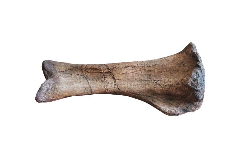 Bone Sample of Dinosaur Tibia of Phuwiangosaurus Sirindhornae Isolated ...