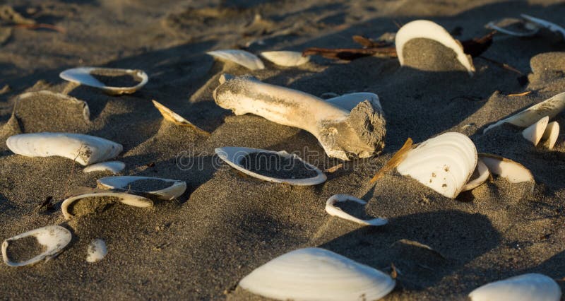 Bone & Shells stock image. Image of worn, dead, bone - 39376223