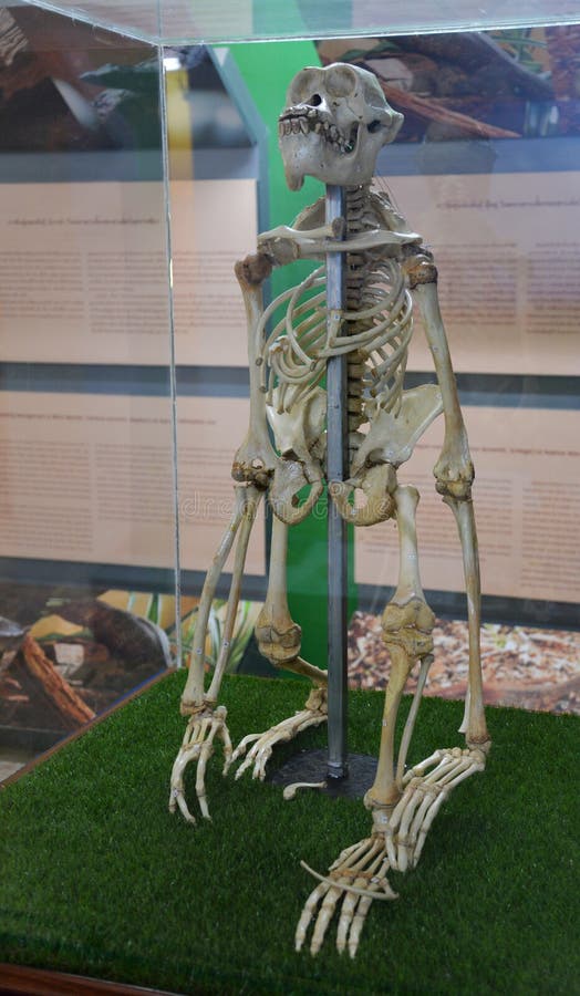 Orangutan skull stock image. Image of great, utang, mammal - 22678505