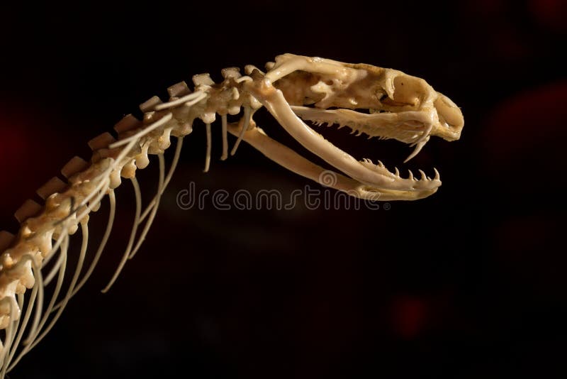 The bone of a snake editorial stock photo. Image of show - 151013763