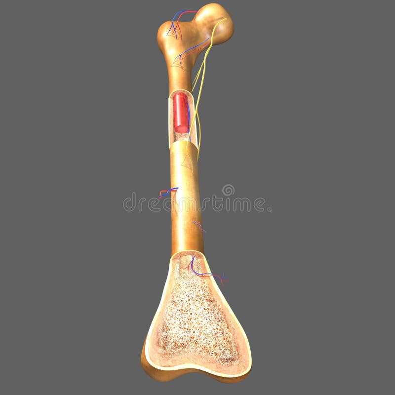 Bone structure stock illustration. Illustration of education - 48760554