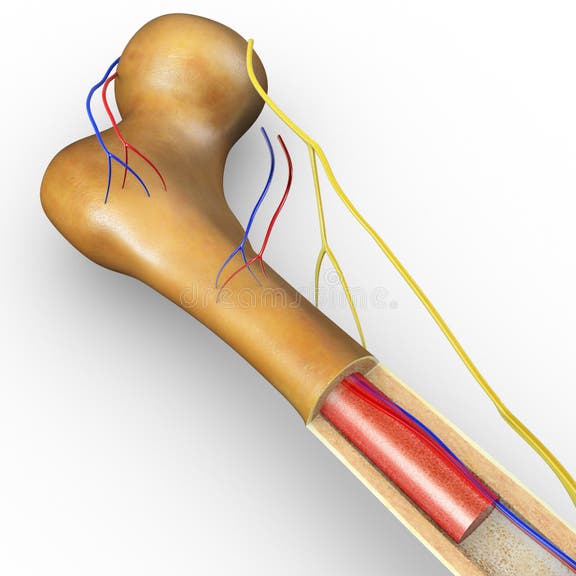 Bone structure stock illustration. Illustration of periosteum - 48761060