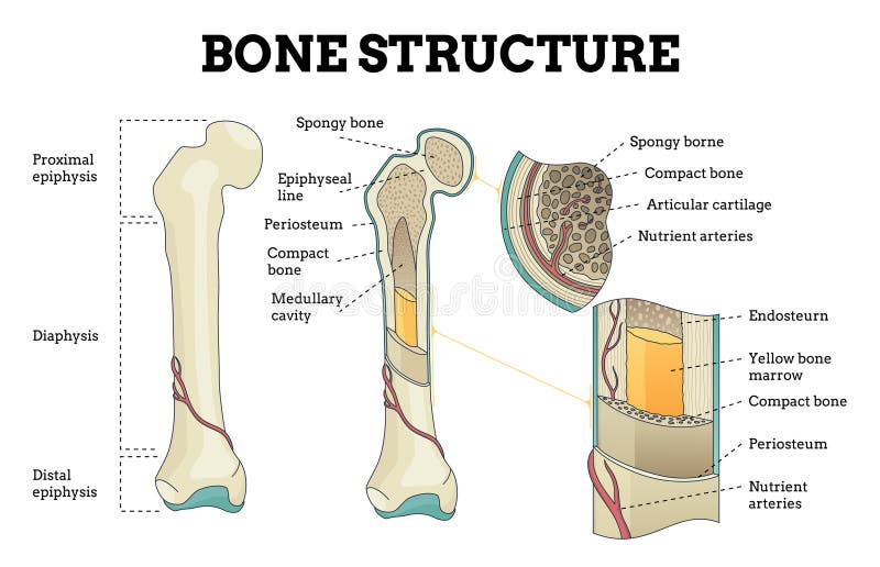 Bone Structure Set. Biology Educational Poster Design. Scheme of Human ...