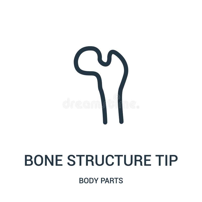 Bone Structure Tip Icon Vector from Body Parts Collection. Thin Line ...