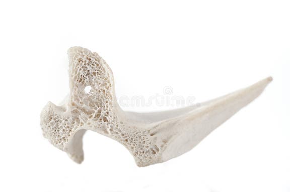 1,996 Bone Tissue Dynamics Stock Photos - Free & Royalty-Free Stock ...