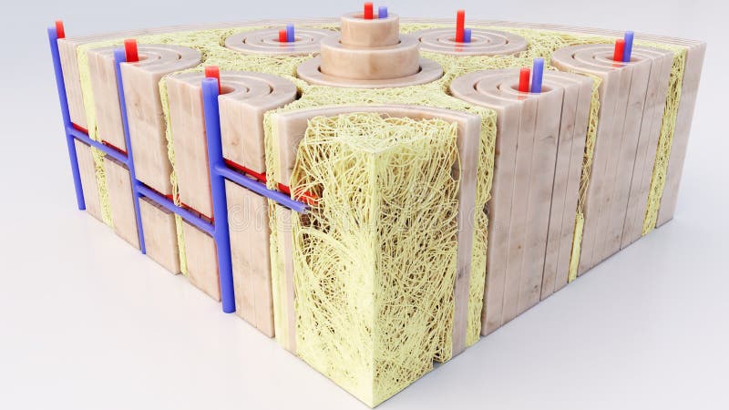 Bone Tissue Closeup through a Cross Section of a Bone - 3D Rendering ...