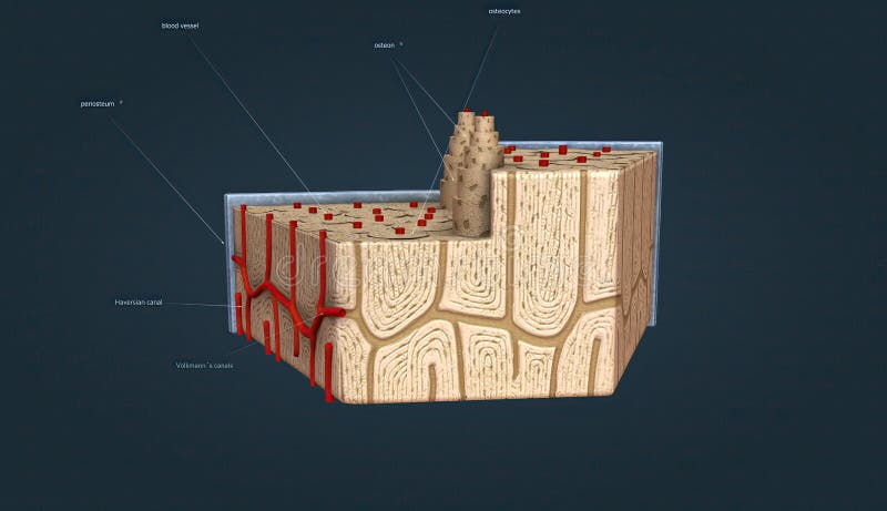 Bone Tissue, Tissue that Gives Strength and Structure To Bones Stock ...