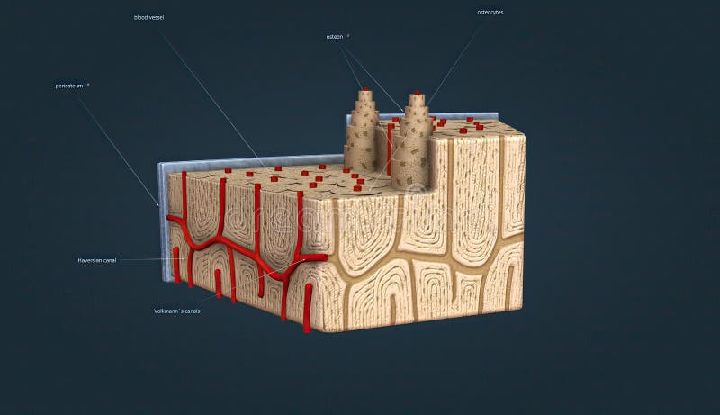 Bone Tissue, Tissue that Gives Strength and Structure To Bones Stock ...