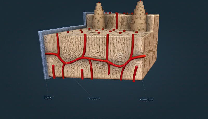 Bone Tissue, Tissue that Gives Strength and Structure To Bones Stock ...