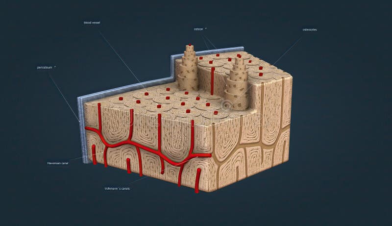Bone Tissue, Tissue that Gives Strength and Structure To Bones Stock ...