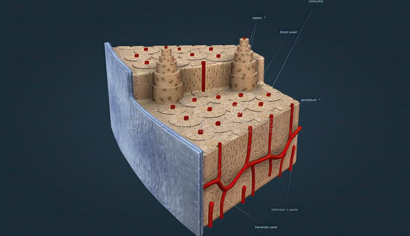 Bone Tissue, Tissue that Gives Strength and Structure To Bones Stock ...