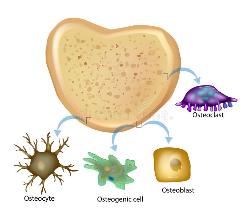 Structure Osteoblast Stock Illustrations – 156 Structure Osteoblast ...