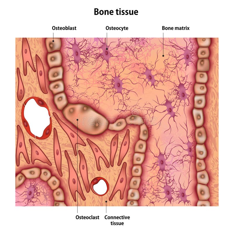 Fibrocartilage Connective Tissue Labeled