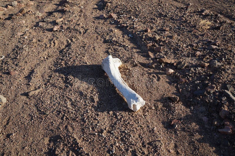 Decaying Goat Stock Photos - Free & Royalty-Free Stock Photos from ...