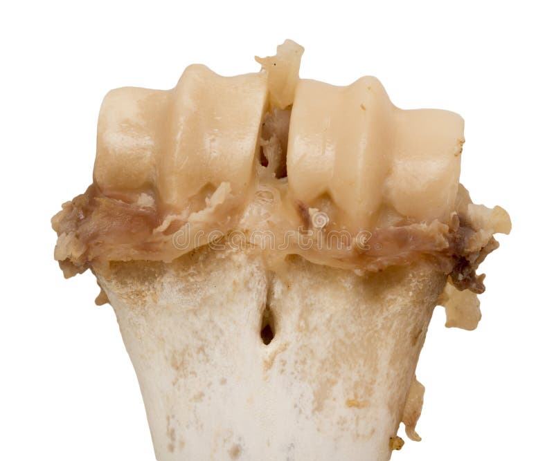 Bone on a white background stock photo. Image of edge - 100863972