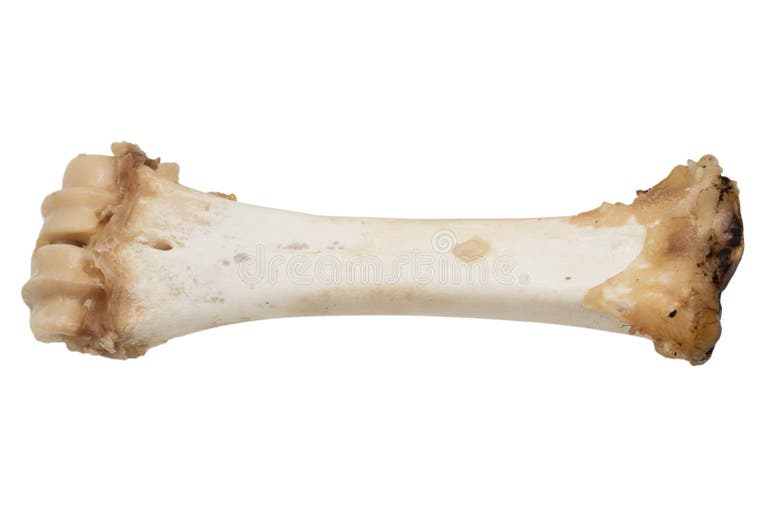Bone on a white background stock photo. Image of education - 100864740