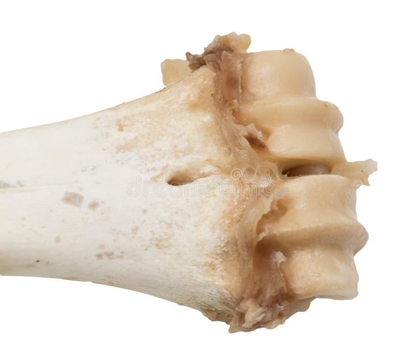 Bone on a white background stock photo. Image of white - 101174954