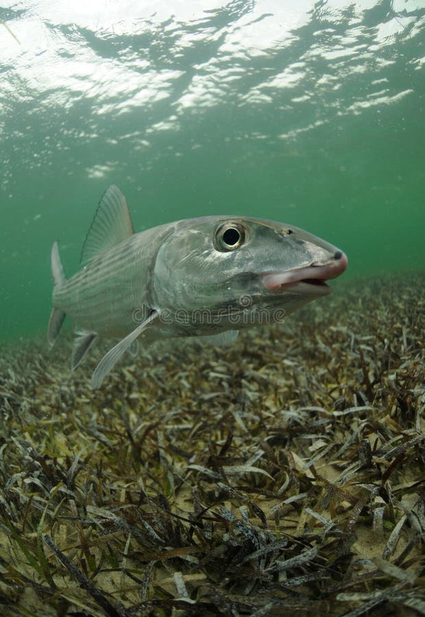Saltwater Fishing - Bonefish Caught Fly Fishing Stock Image - Image of ...