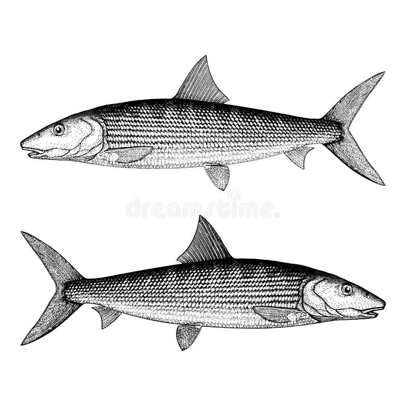 Fishing Bonefish Stock Illustrations – 25 Fishing Bonefish Stock ...