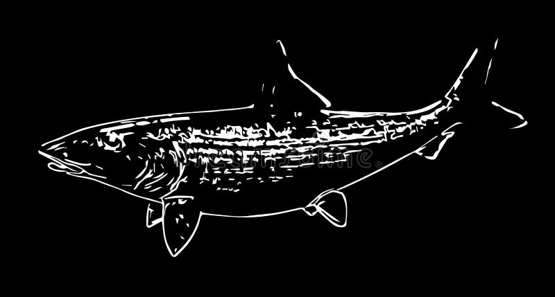 Fishing Bonefish Stock Illustrations – 25 Fishing Bonefish Stock ...