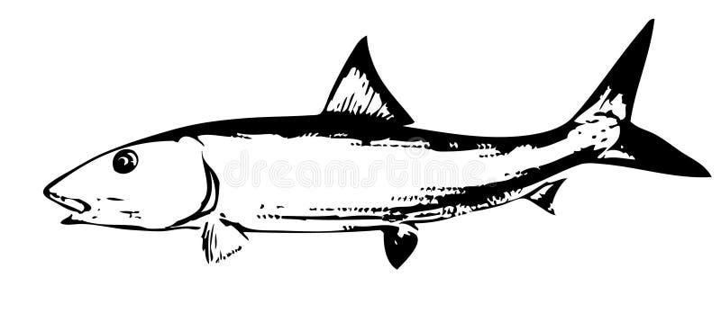 Bonefish fish vector stock vector. Illustration of bonefish - 47520297