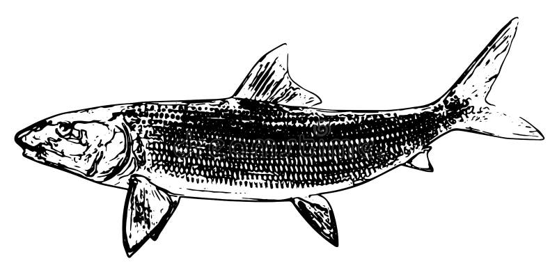Fishing Bonefish Stock Illustrations – 25 Fishing Bonefish Stock ...