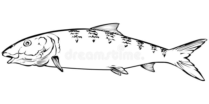 Bonefish Illustration stock vector. Illustration of black - 69995739