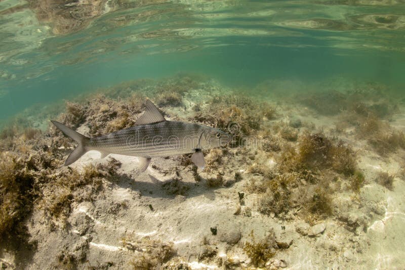 Bonefish Underwater