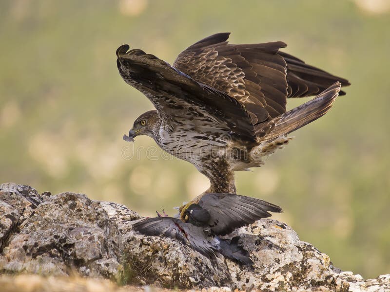 Bonelli eagle stock image. Image of caught, book, photograph - 60498923