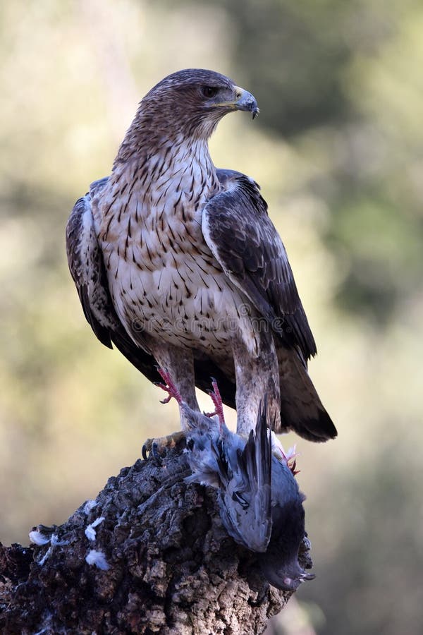 Bonelli`s eagle stock photo. Image of change, adult - 120324804