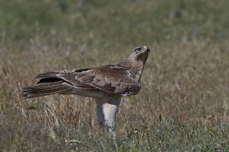 Bonellis Eagle Aquila Fasciata Stock Image - Image of vegetation ...