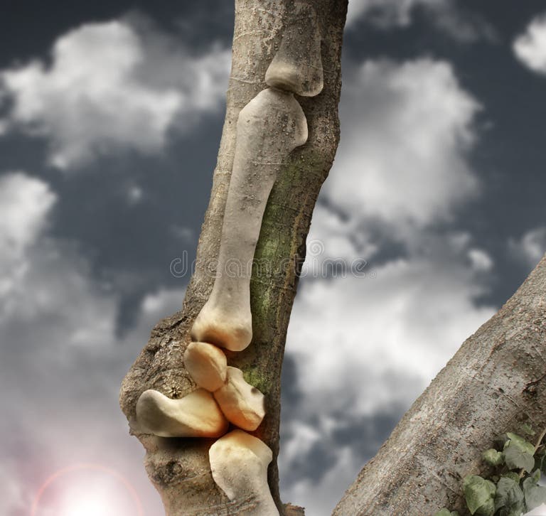 281 Broken Bones Tree Stock Photos - Free & Royalty-Free Stock Photos ...
