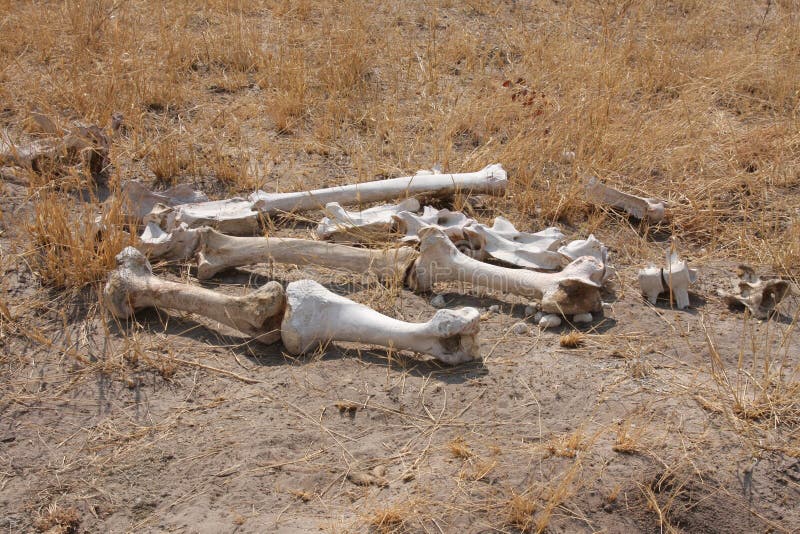 1,110 Desert Bones Stock Photos - Free & Royalty-Free Stock Photos from ...