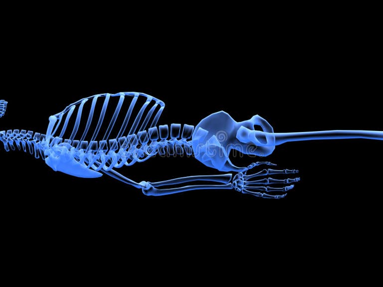 Check Bones Stock Illustrations – 322 Check Bones Stock Illustrations ...