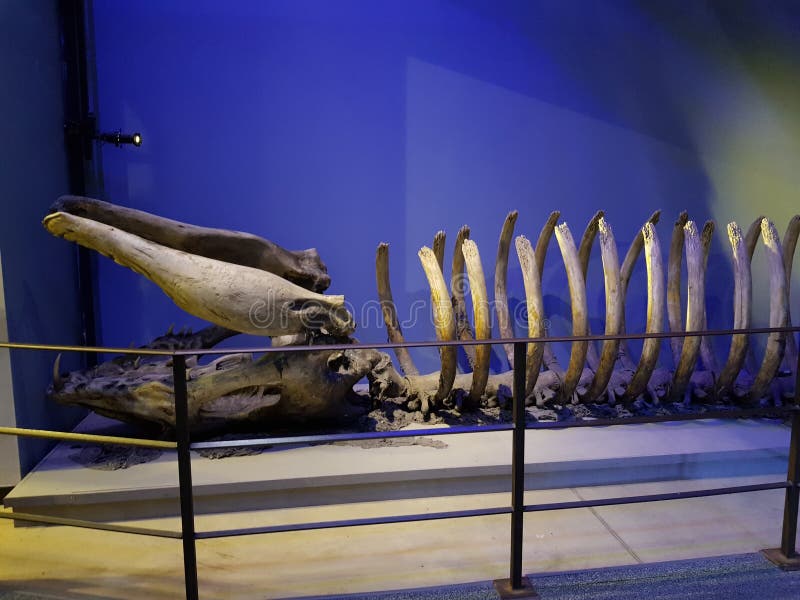 Basilisk Skeleton Harry Potter