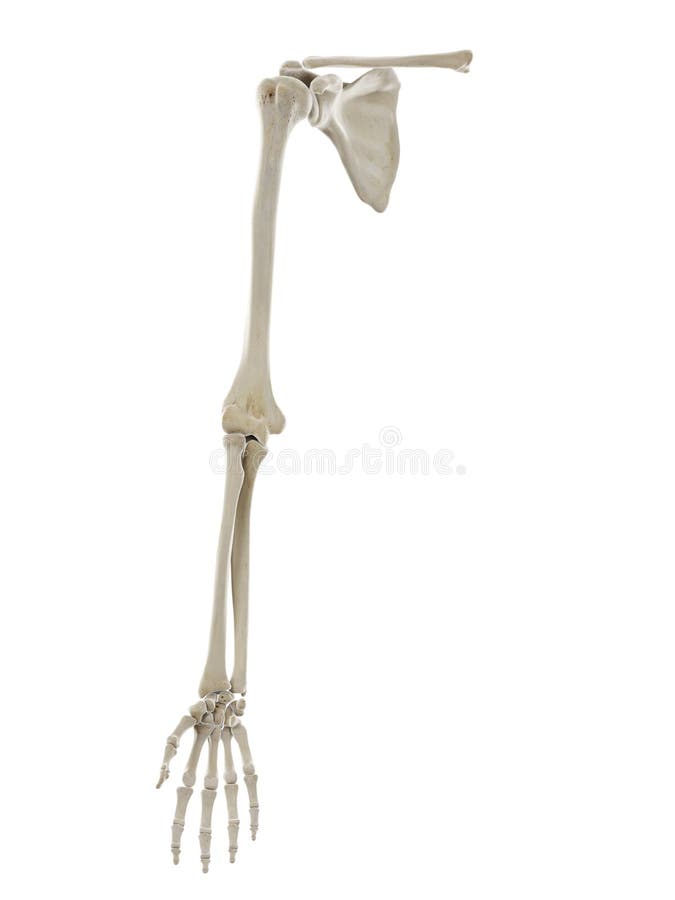 The bones of the arm stock illustration. Illustration of anatomy ...